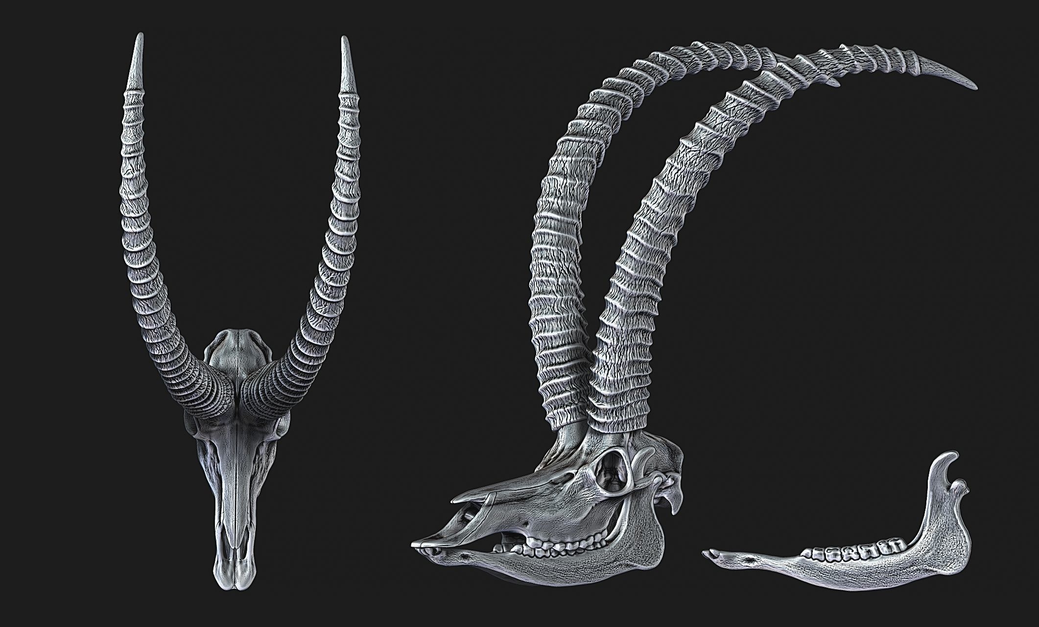 Sable Antelope - Hippotragus niger Skull 3D model 3D printable | CGTrader
