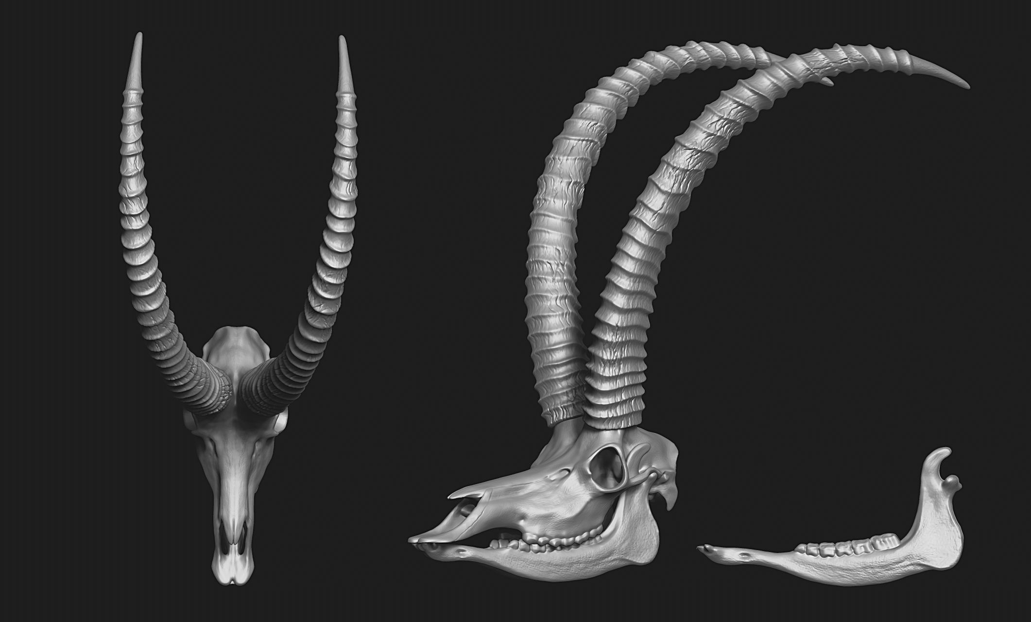 Sable Antelope - Hippotragus niger Skull 3D model 3D printable | CGTrader