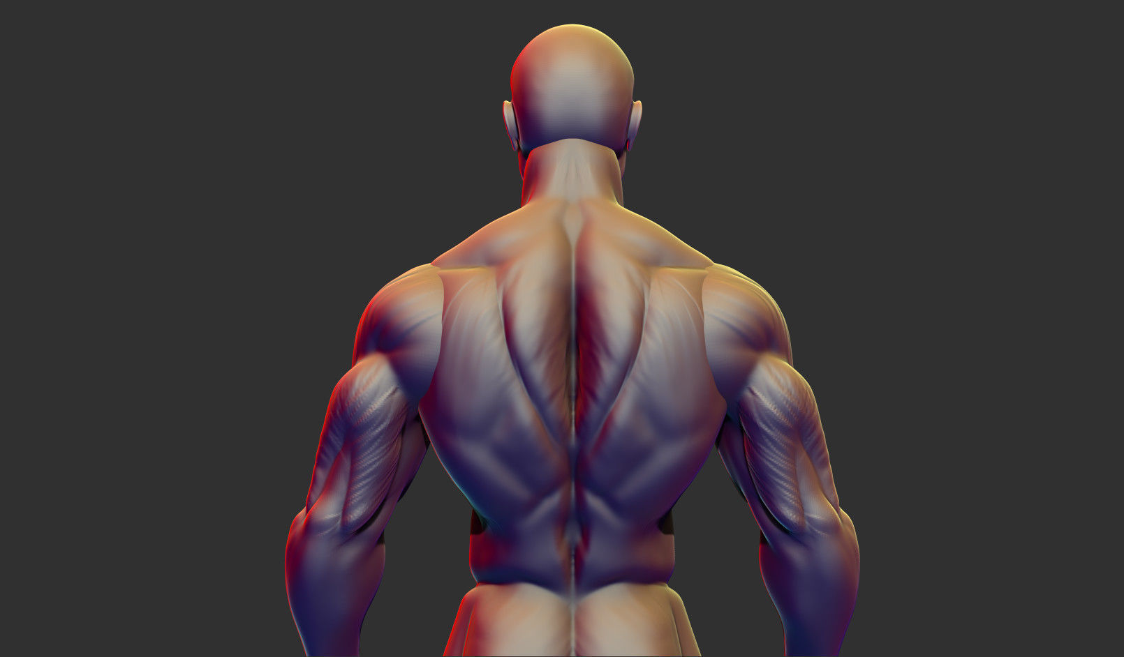bodybuilder 3D model 3D printable | CGTrader