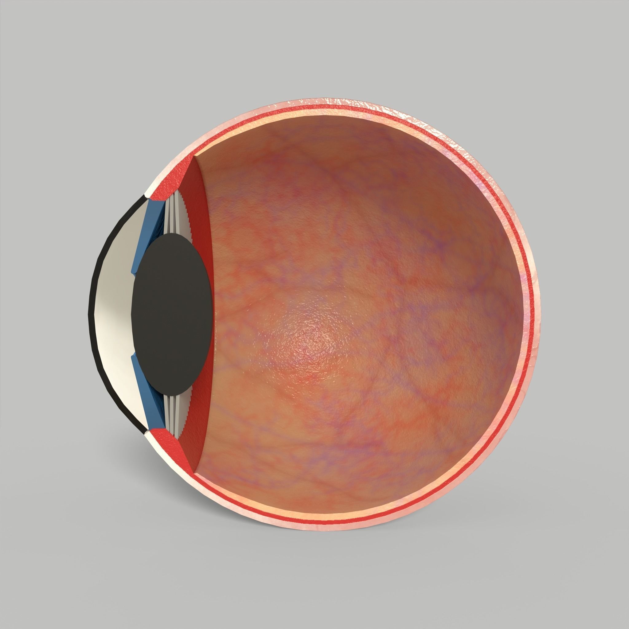 3D model Eye Human Anatomy Section VR / AR / low-poly | CGTrader