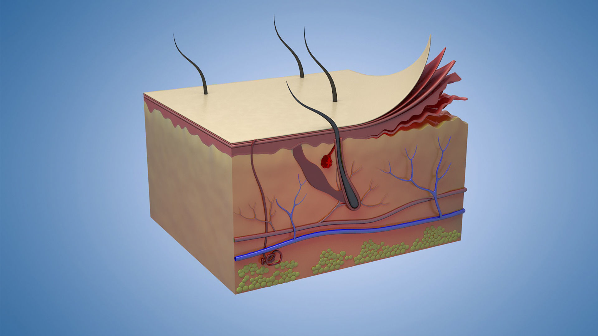 Skin Parts Anatomy cross sections files include max fbx obj 3D model ...
