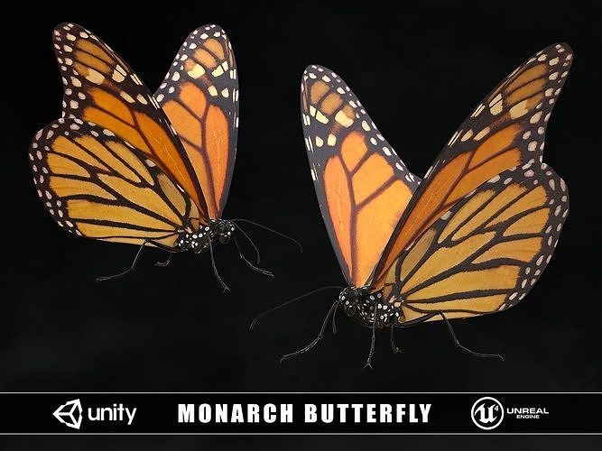3D model Monarch Butterfly VR / AR / low-poly | CGTrader