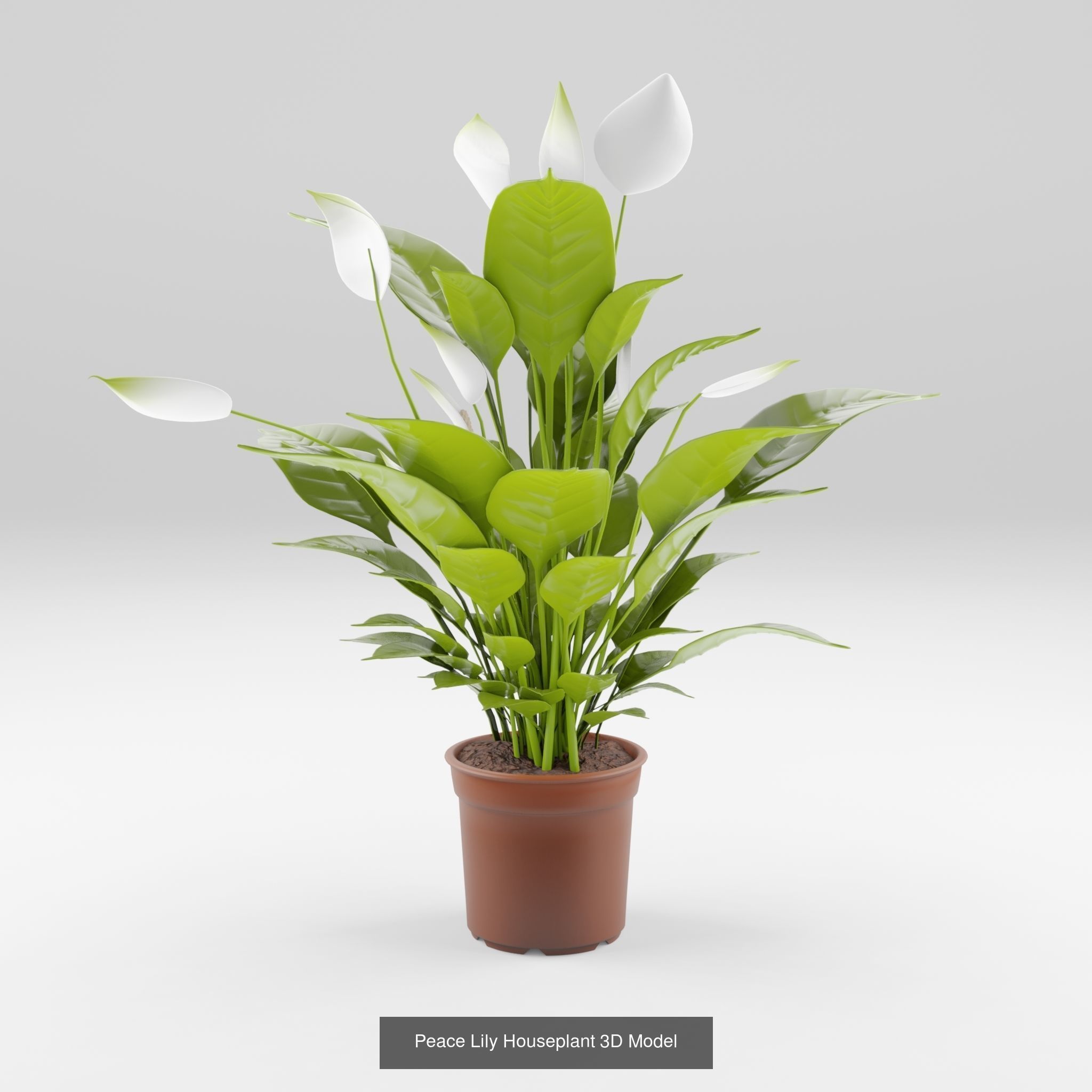 Collection-6 of House Plant 3D Models - 6 Models VR / AR / low-poly ...
