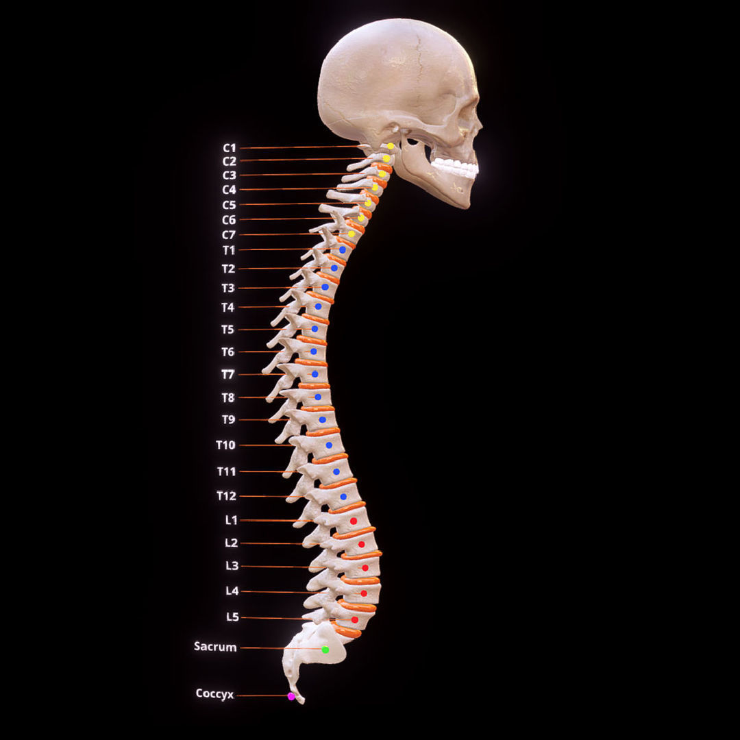 Human Spinal Column 3D model animated | CGTrader