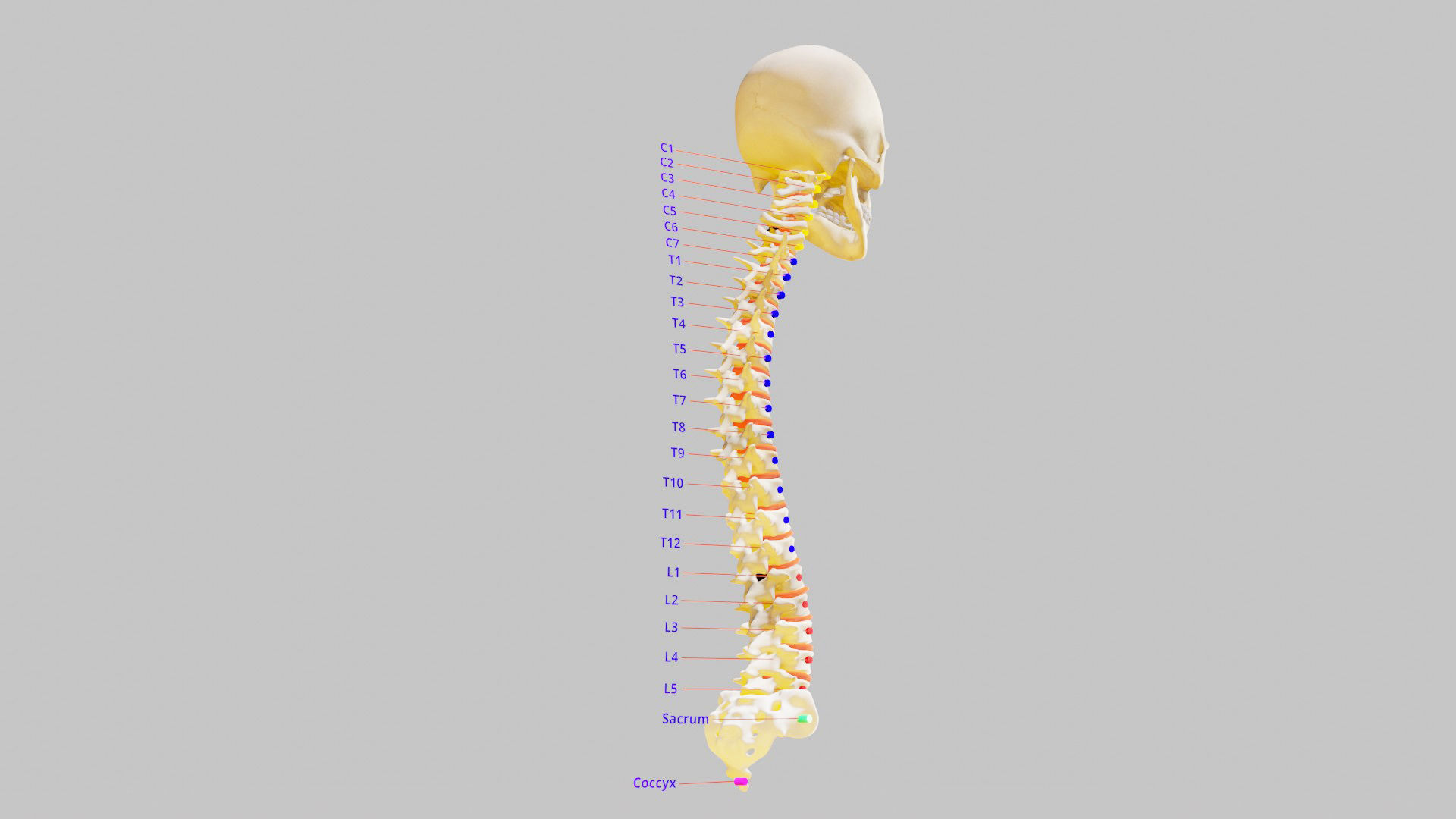 Human Spinal Column 3D model animated | CGTrader