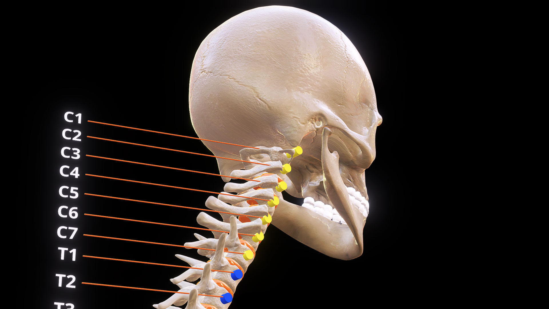 Human Spinal Column 3D model animated | CGTrader