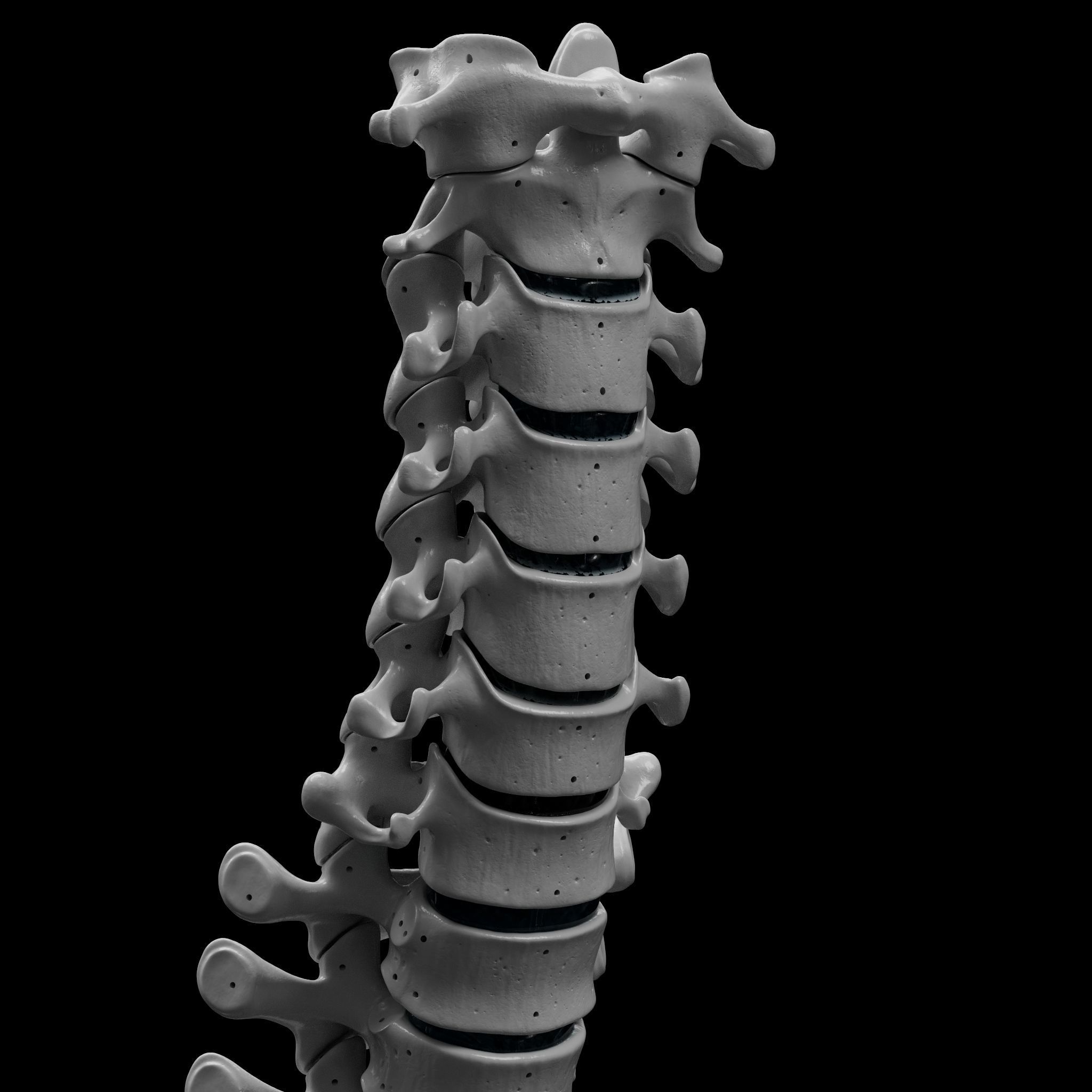 Human Spine - Vertebral Column 3D model 3D printable | CGTrader