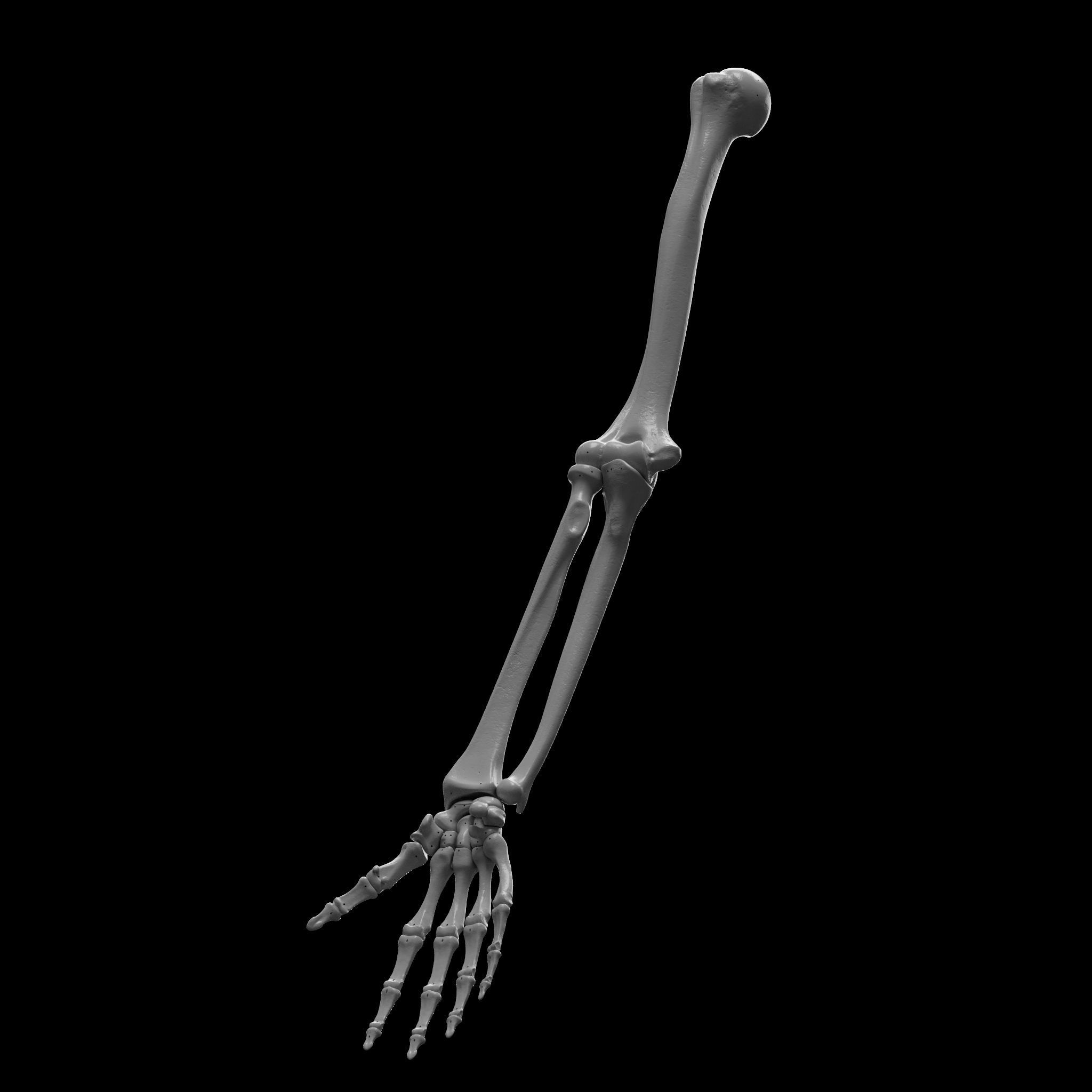 Human Rt Arm and Hand bones 3D model 3D printable | CGTrader
