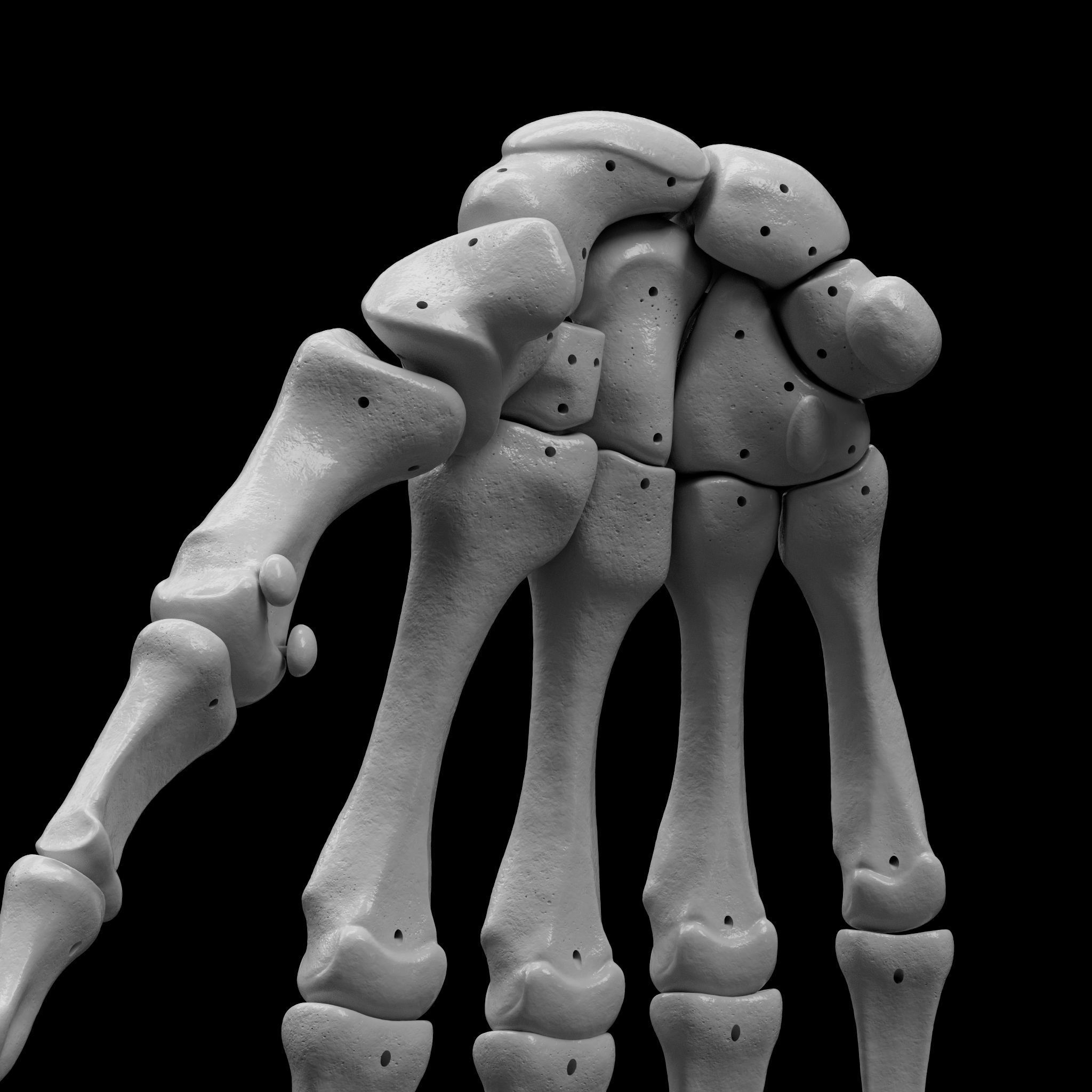 Human Rt Arm and Hand bones 3D model 3D printable | CGTrader