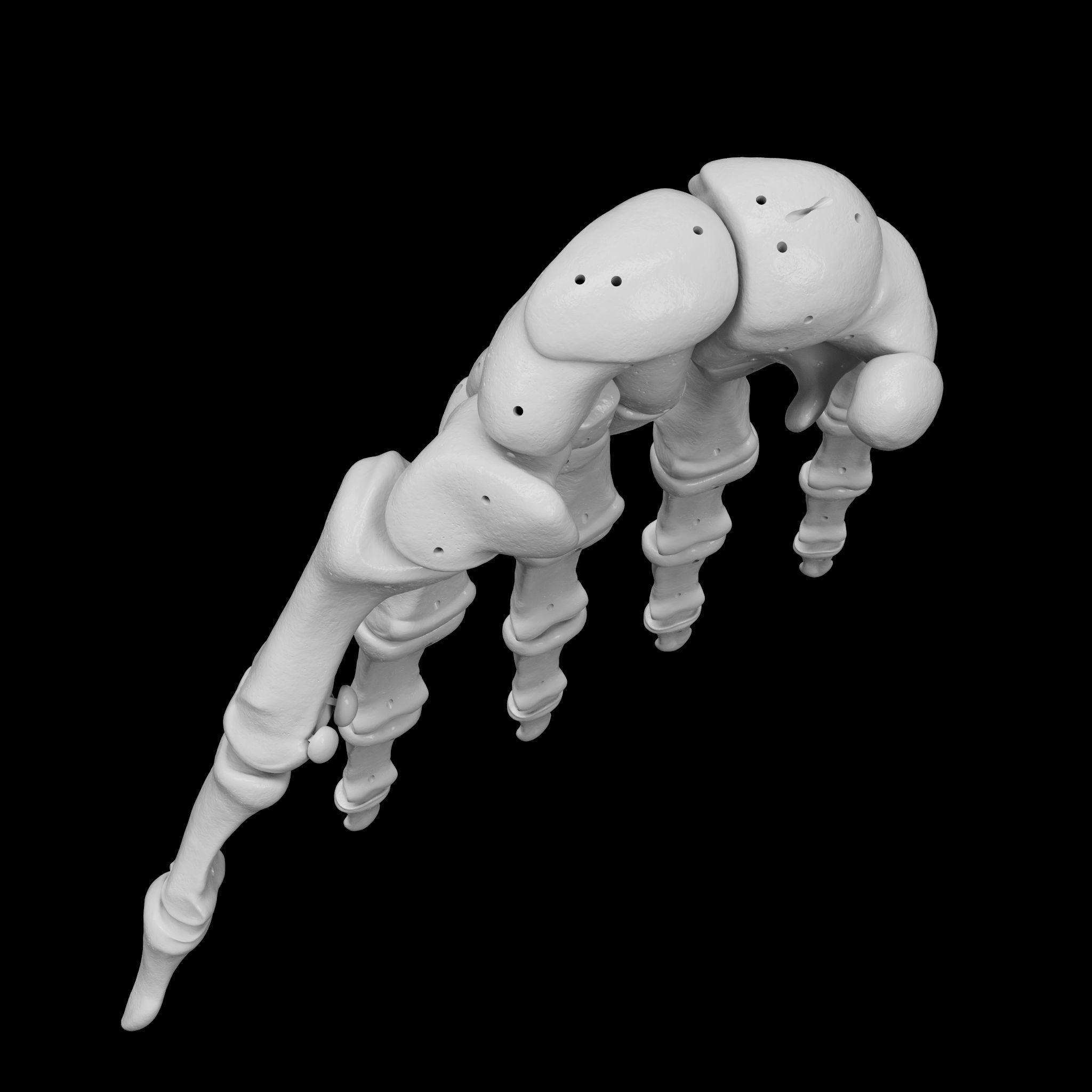 Human Rt Arm and Hand bones 3D model 3D printable | CGTrader