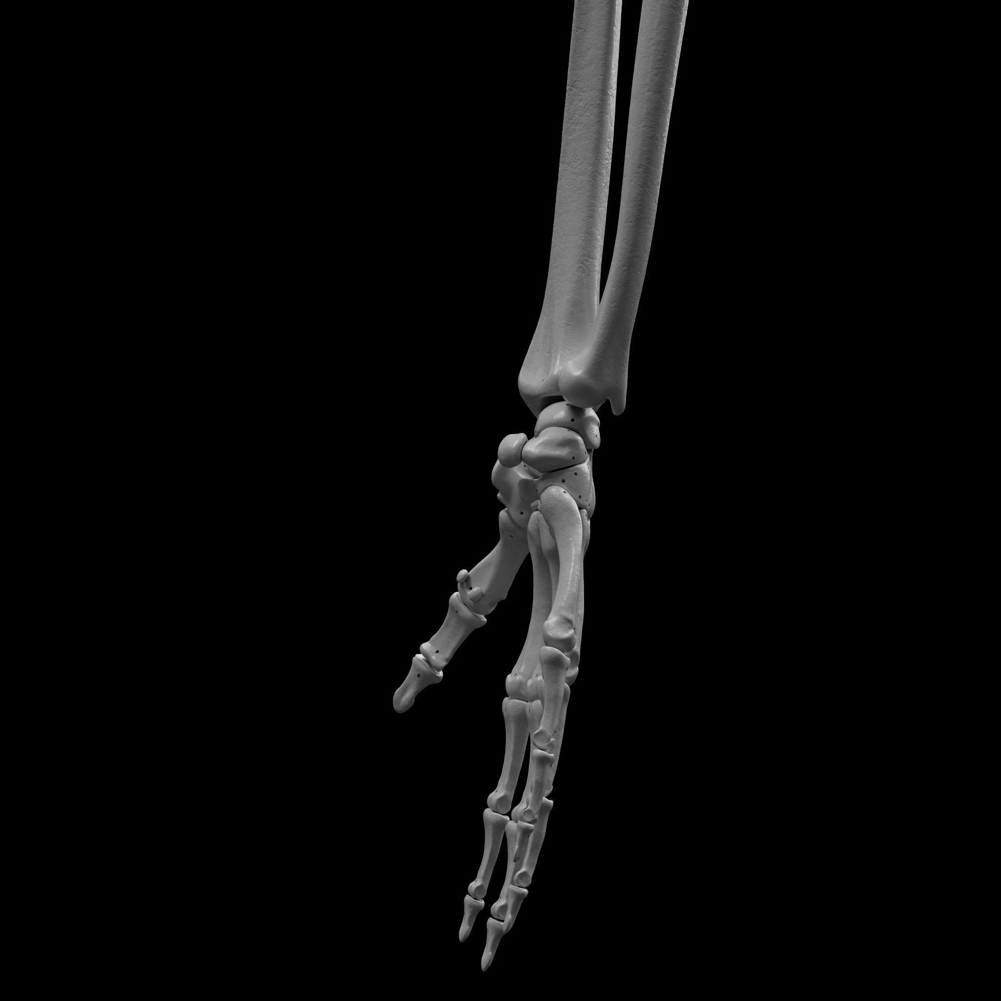 Human Rt Arm and Hand bones 3D model 3D printable | CGTrader