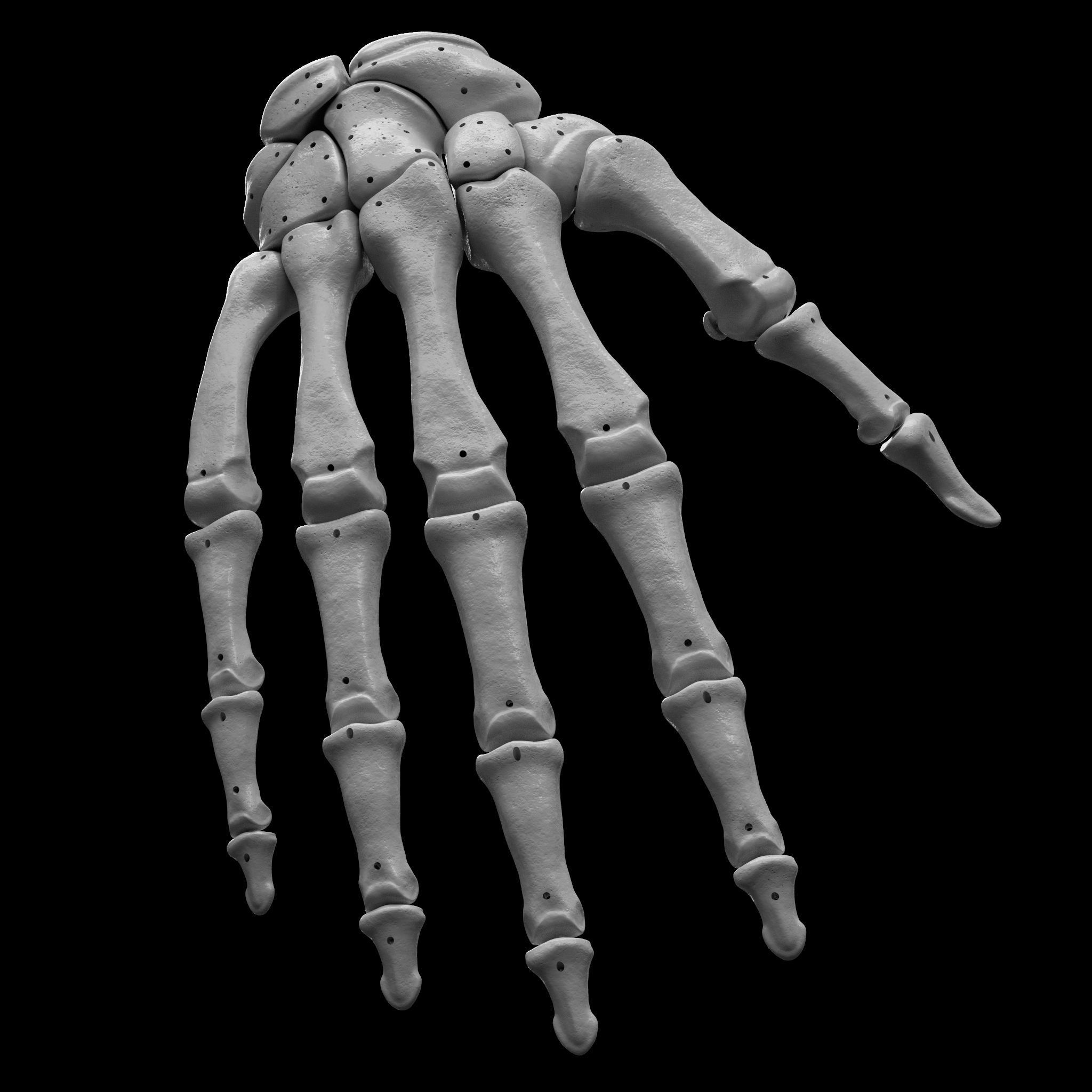 Human Rt Arm and Hand bones 3D model 3D printable | CGTrader