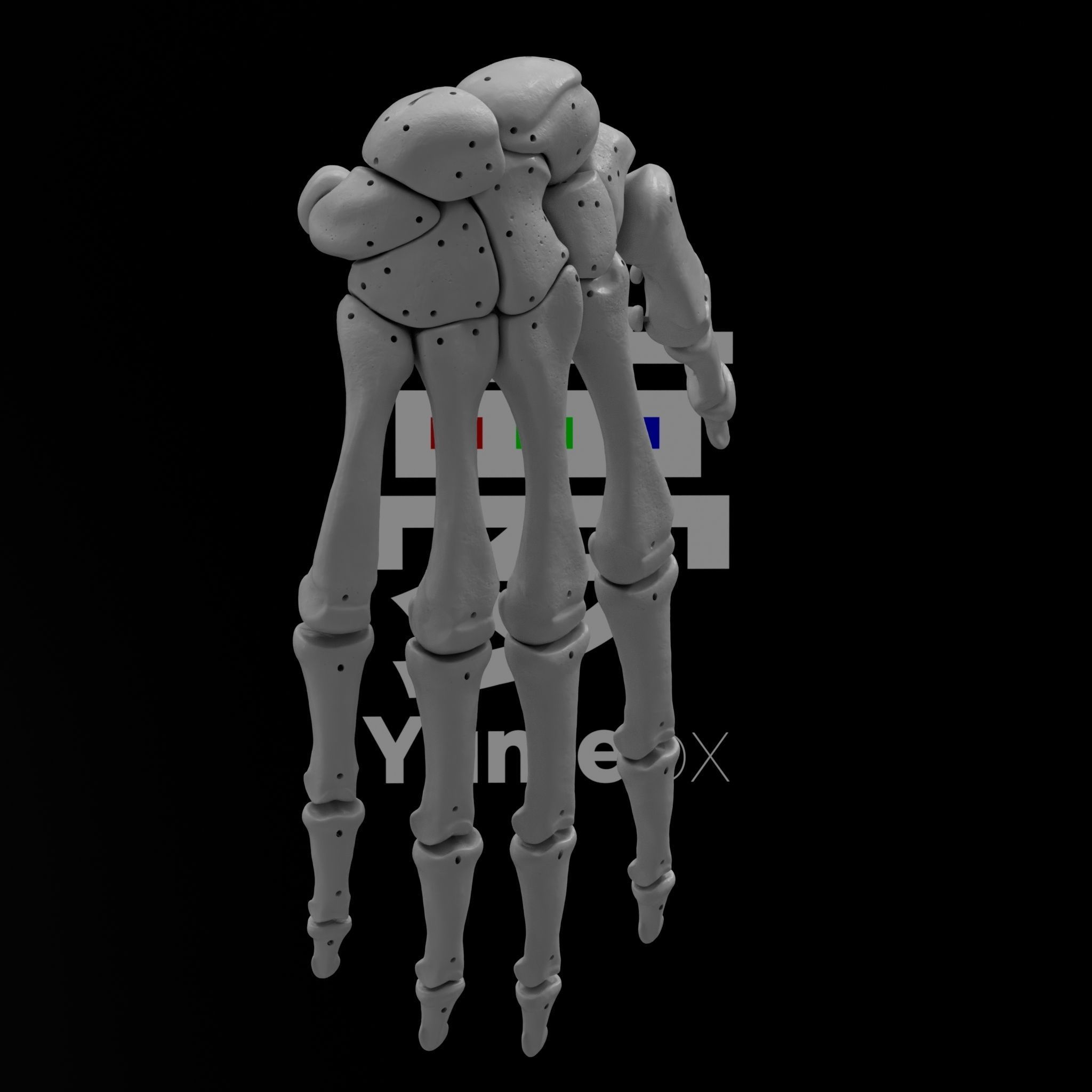 Human Rt Arm and Hand bones 3D model 3D printable | CGTrader