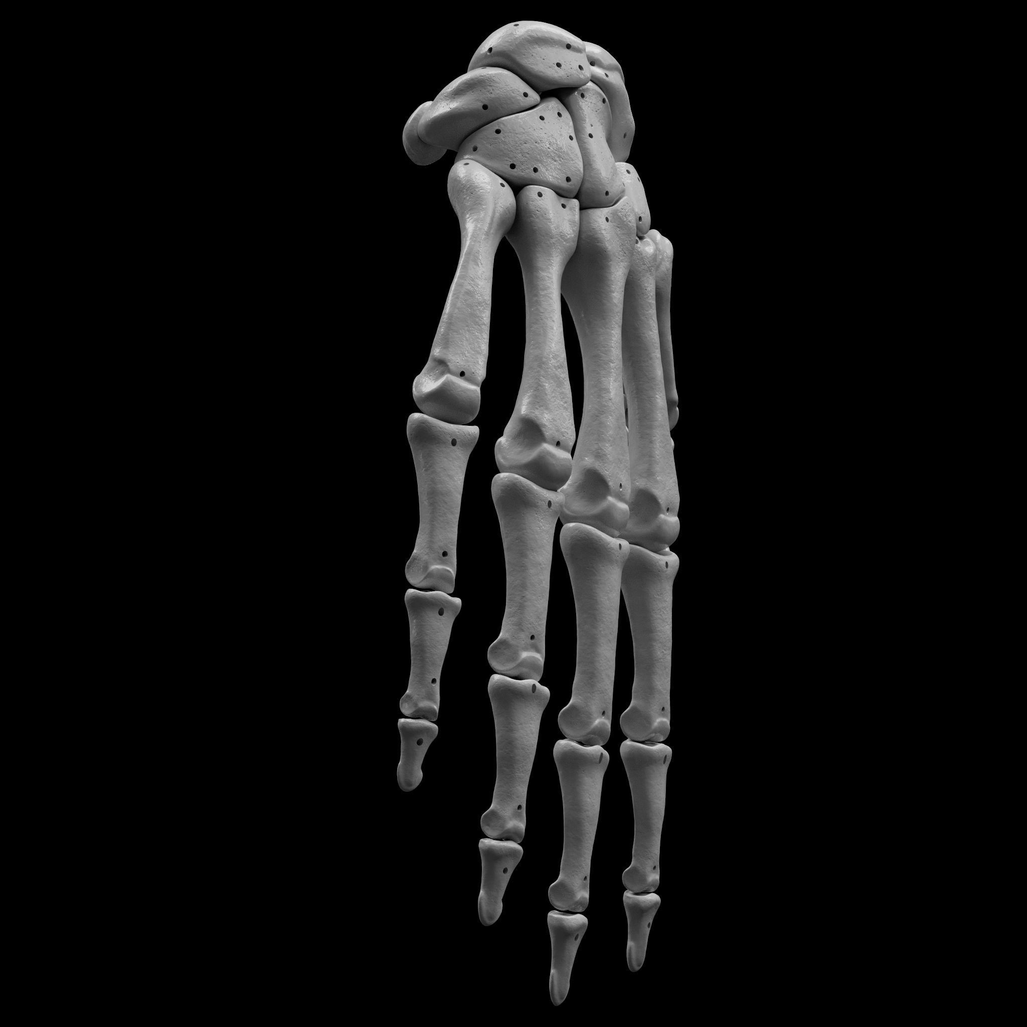 Human Rt Arm and Hand bones 3D model 3D printable | CGTrader