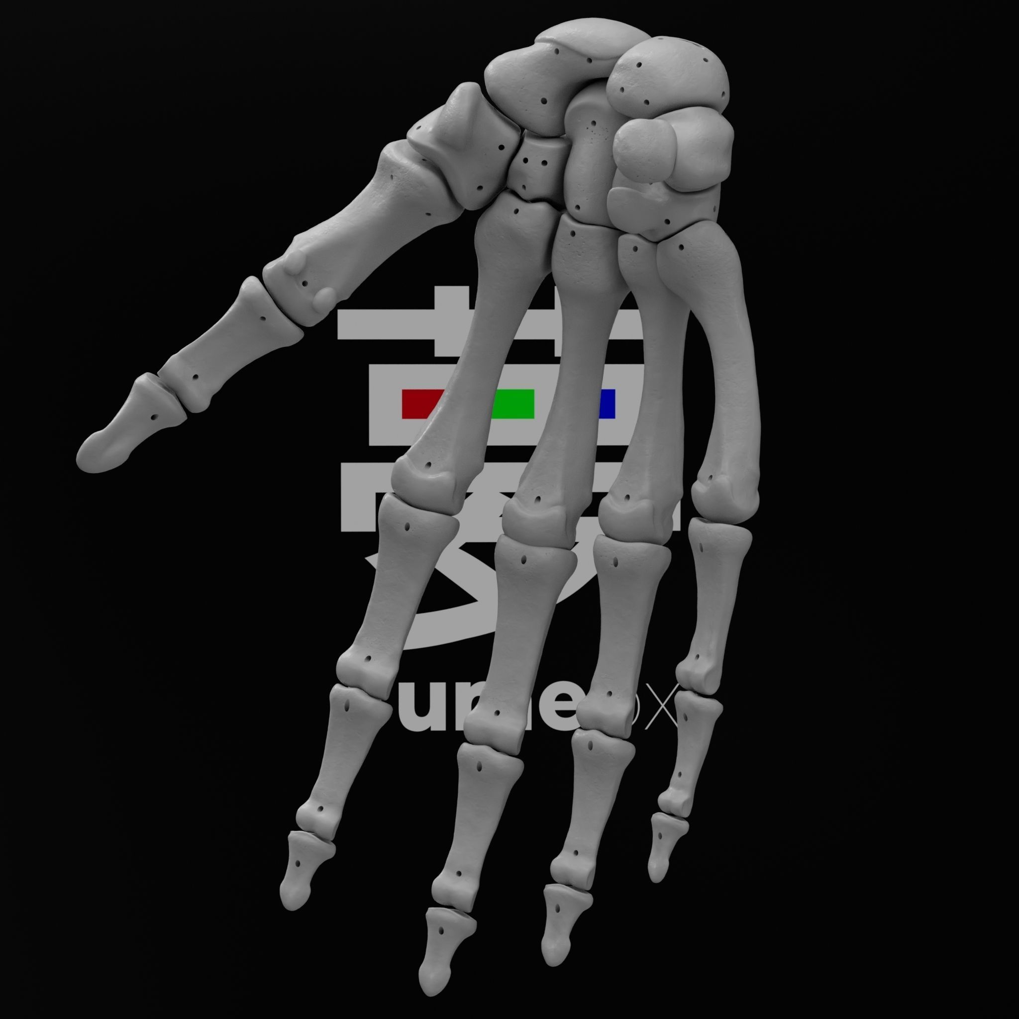 Human Rt Arm and Hand bones 3D model 3D printable | CGTrader