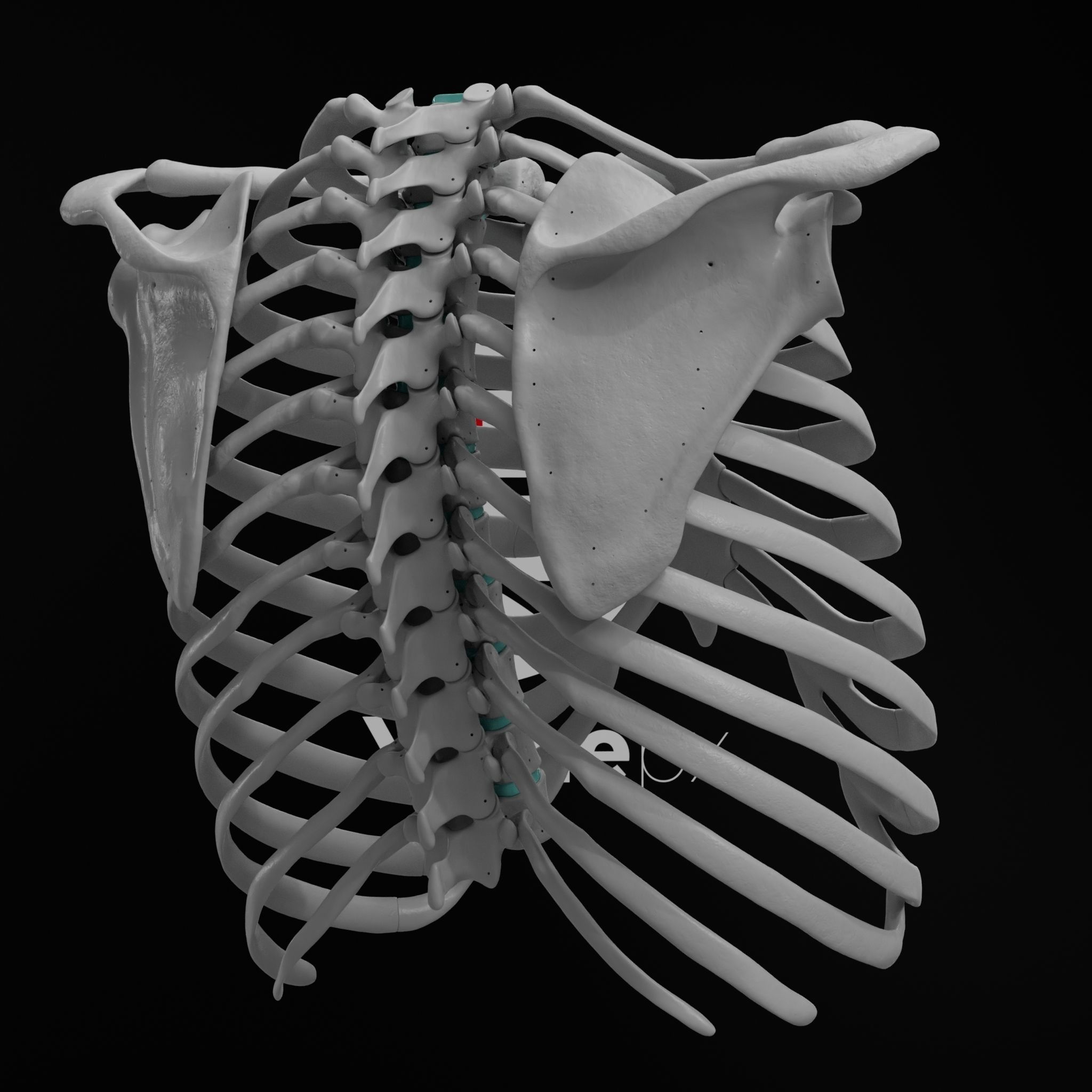 Rib Cage - TSpine - Scapula - Clavicle 3D model 3D printable | CGTrader