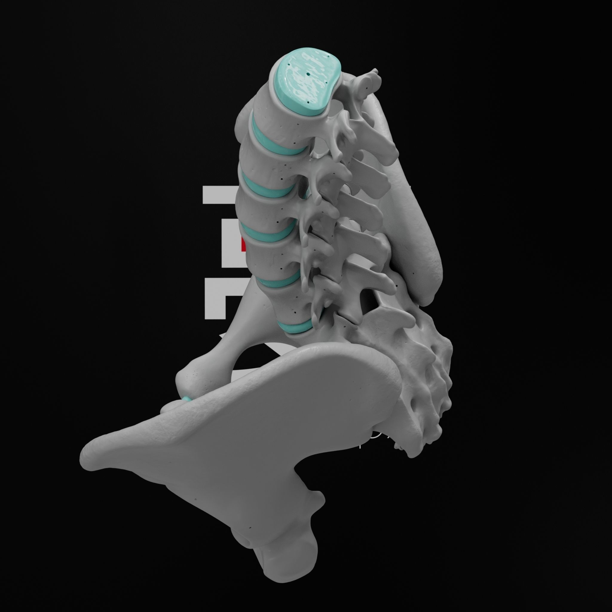Lumbar Spine - Ilium 3D model 3D printable | CGTrader