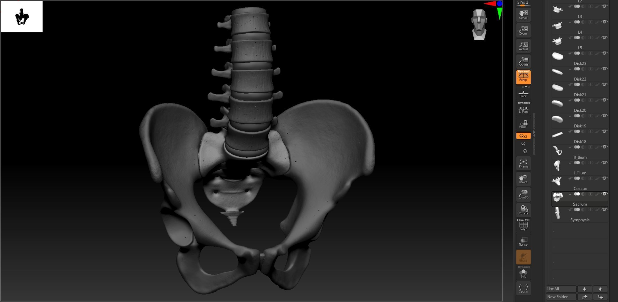 Lumbar Spine - Ilium 3D model 3D printable | CGTrader