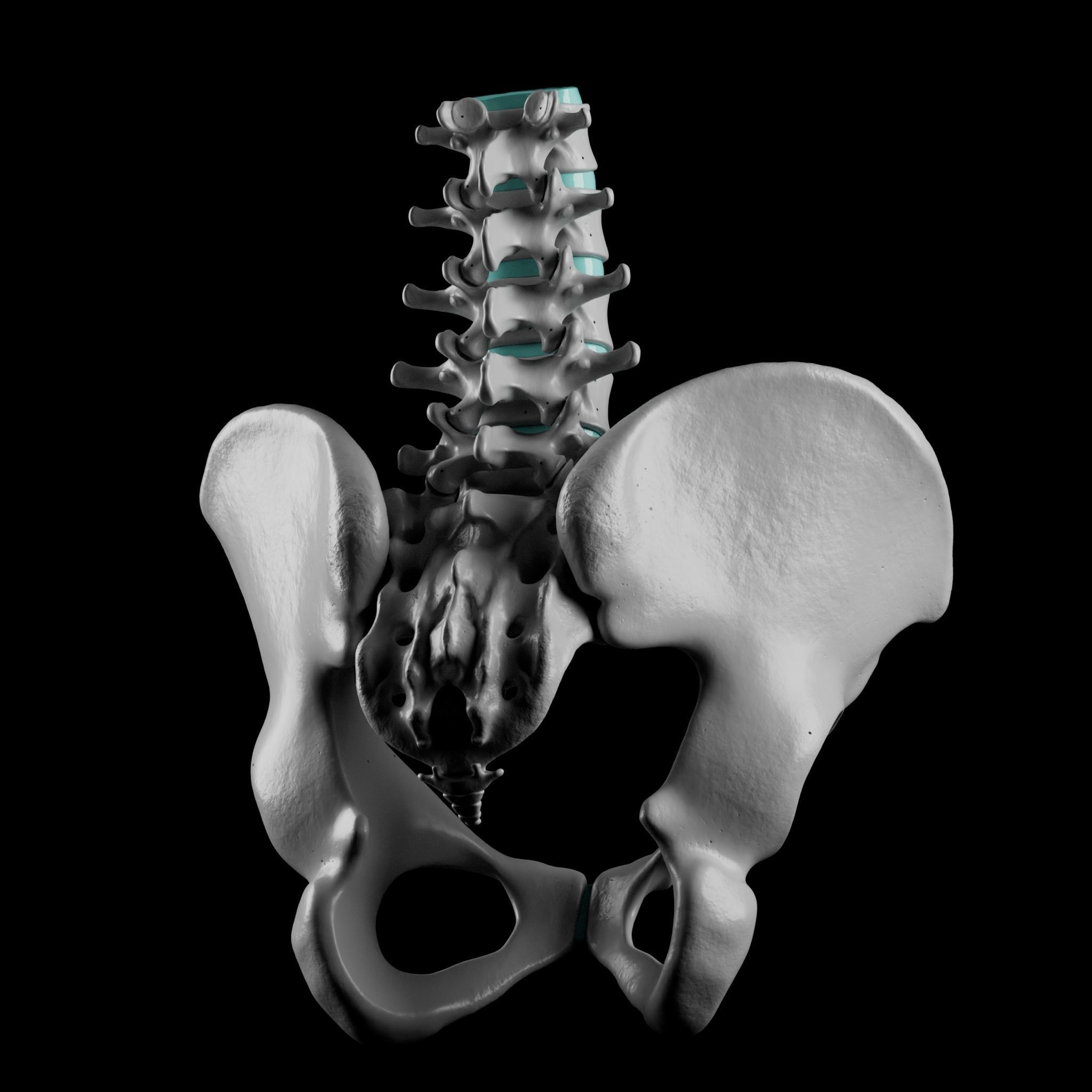 Lumbar Spine - Ilium 3D model 3D printable | CGTrader