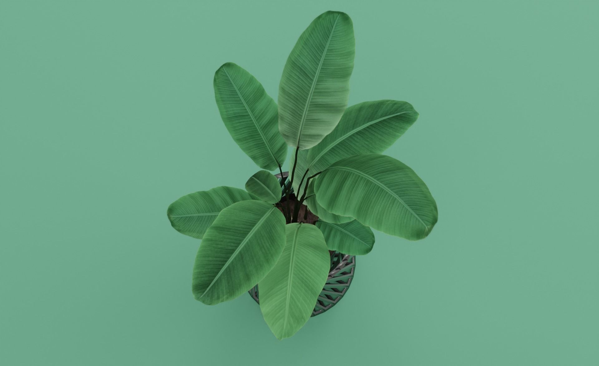 description of plant free 3D model | CGTrader