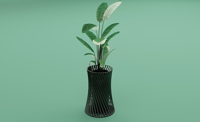 description of plant free 3D model | CGTrader