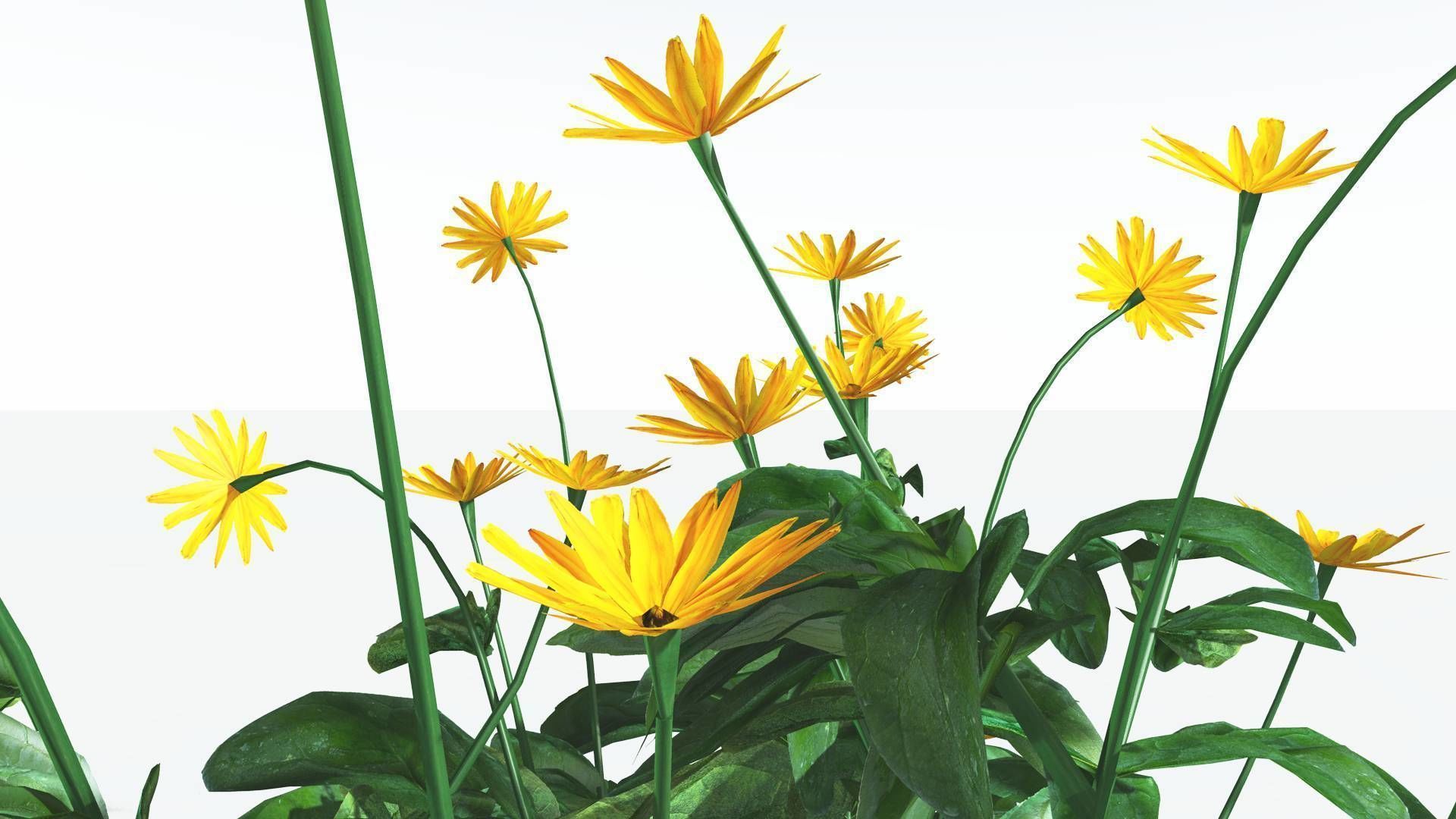 3D model EVERYPlant Arrowleaf Balsamroot LowPoly 2 --18 Models-- VR ...