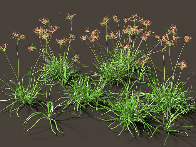 Cyperus rotundus - Purple Nutsedge 01 Grass 3D model | CGTrader