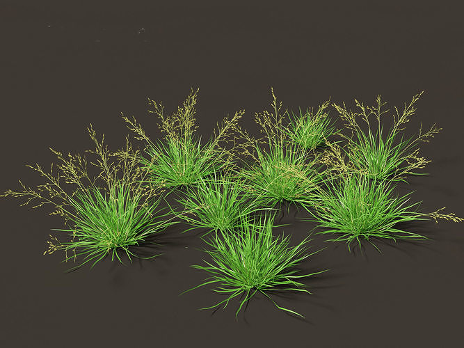 Poa Annua Annual Meadow Grass 01 Grass 3d Model Cgtrader