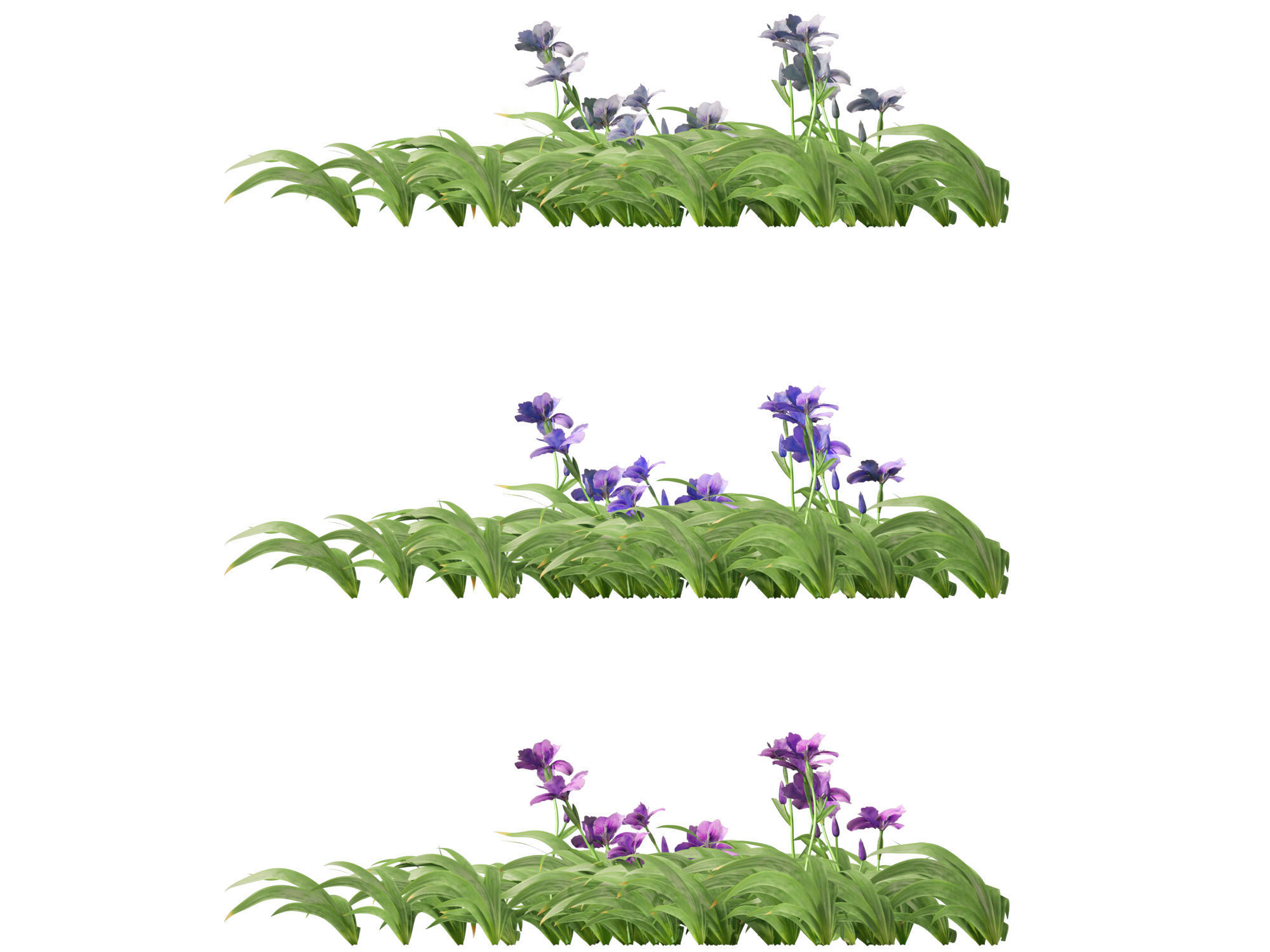 Iris tectorum - Roof iris 3D model | CGTrader