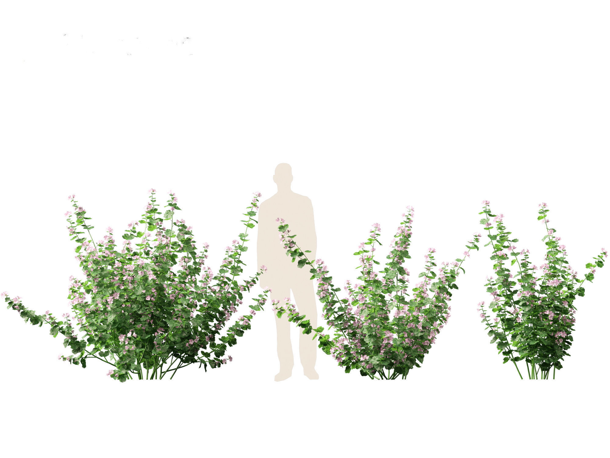 Lavatera cachemiriana - Kashmir Mallow 3D model | CGTrader