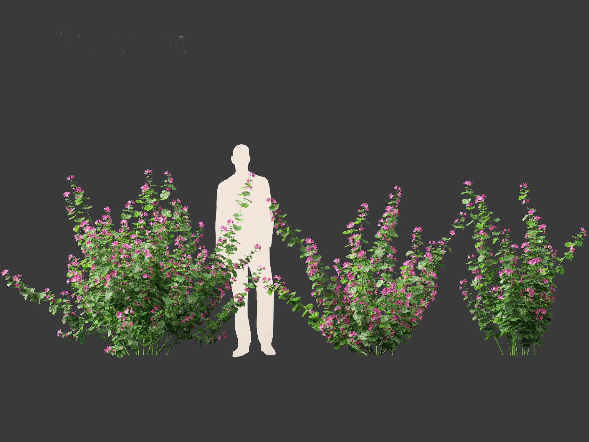 Lavatera cachemiriana - Kashmir Mallow 3D model | CGTrader