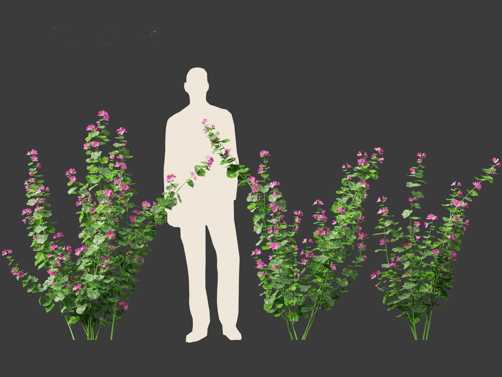 Lavatera cachemiriana - Kashmir Mallow 3D model | CGTrader