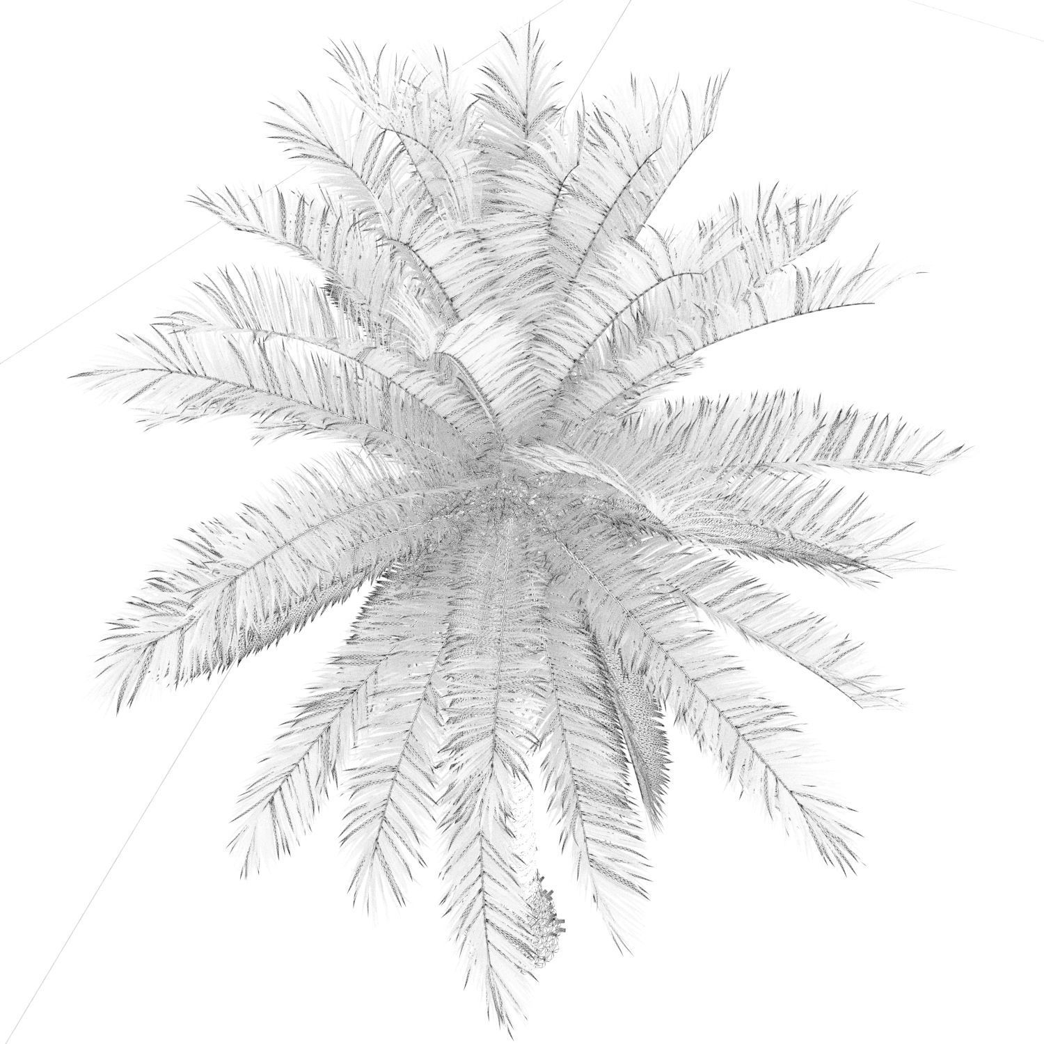 PALM TREE 1 - POHON PALEM Phoenix Canariensis VRAY CORONA 3DMAX 3D ...