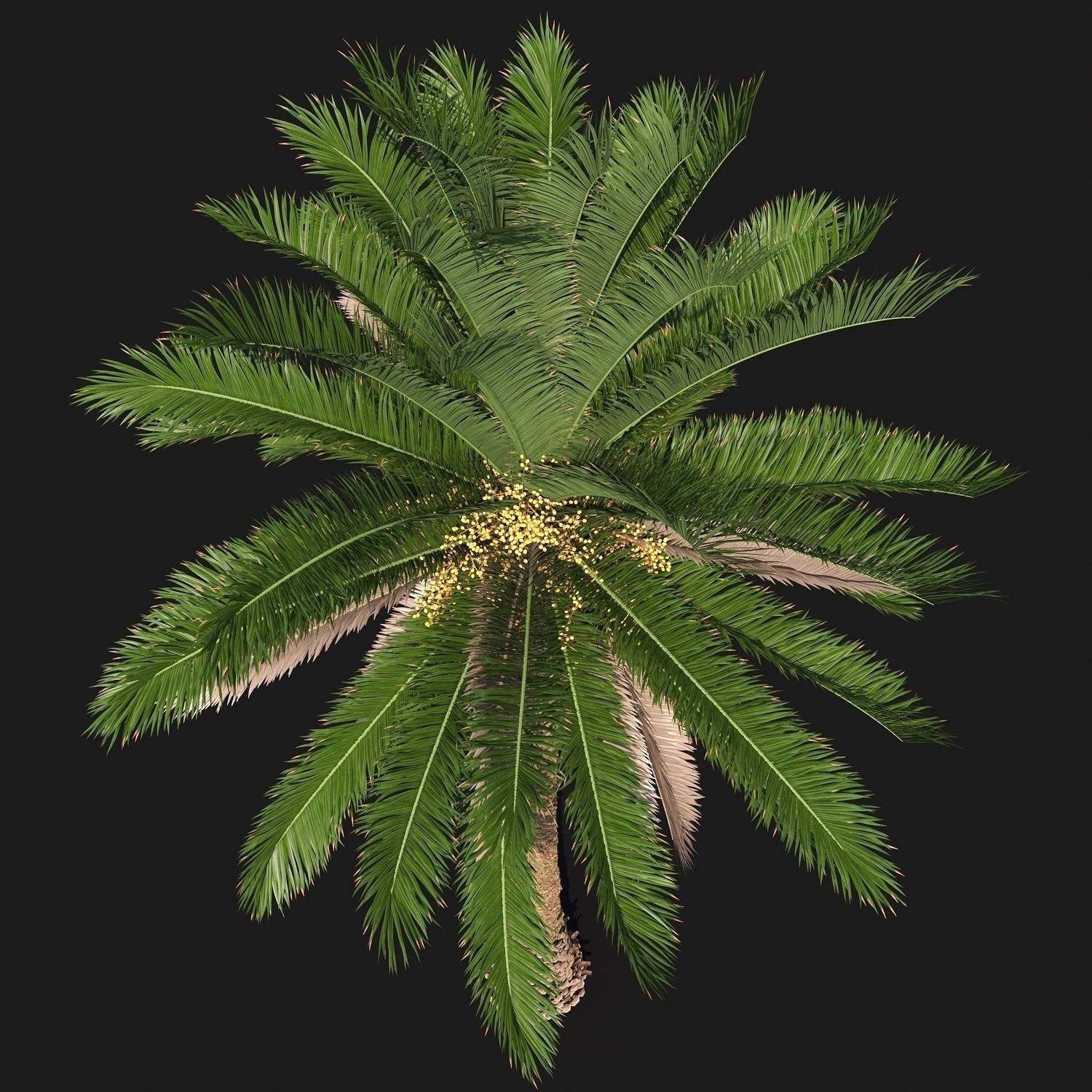 PALM TREE 1 - POHON PALEM Phoenix Canariensis VRAY CORONA 3DMAX 3D ...