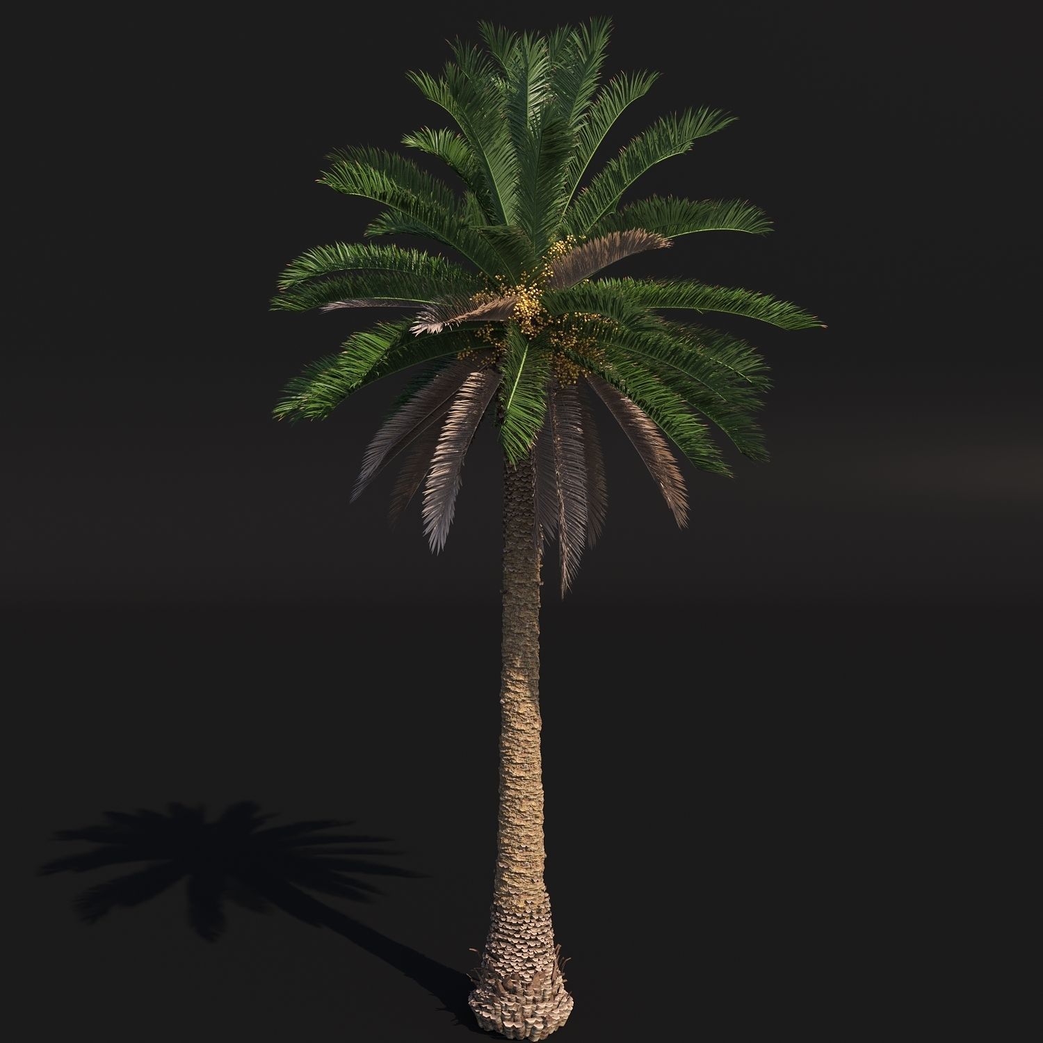 PALM TREE 1 - POHON PALEM Phoenix Canariensis VRAY CORONA 3DMAX 3D ...