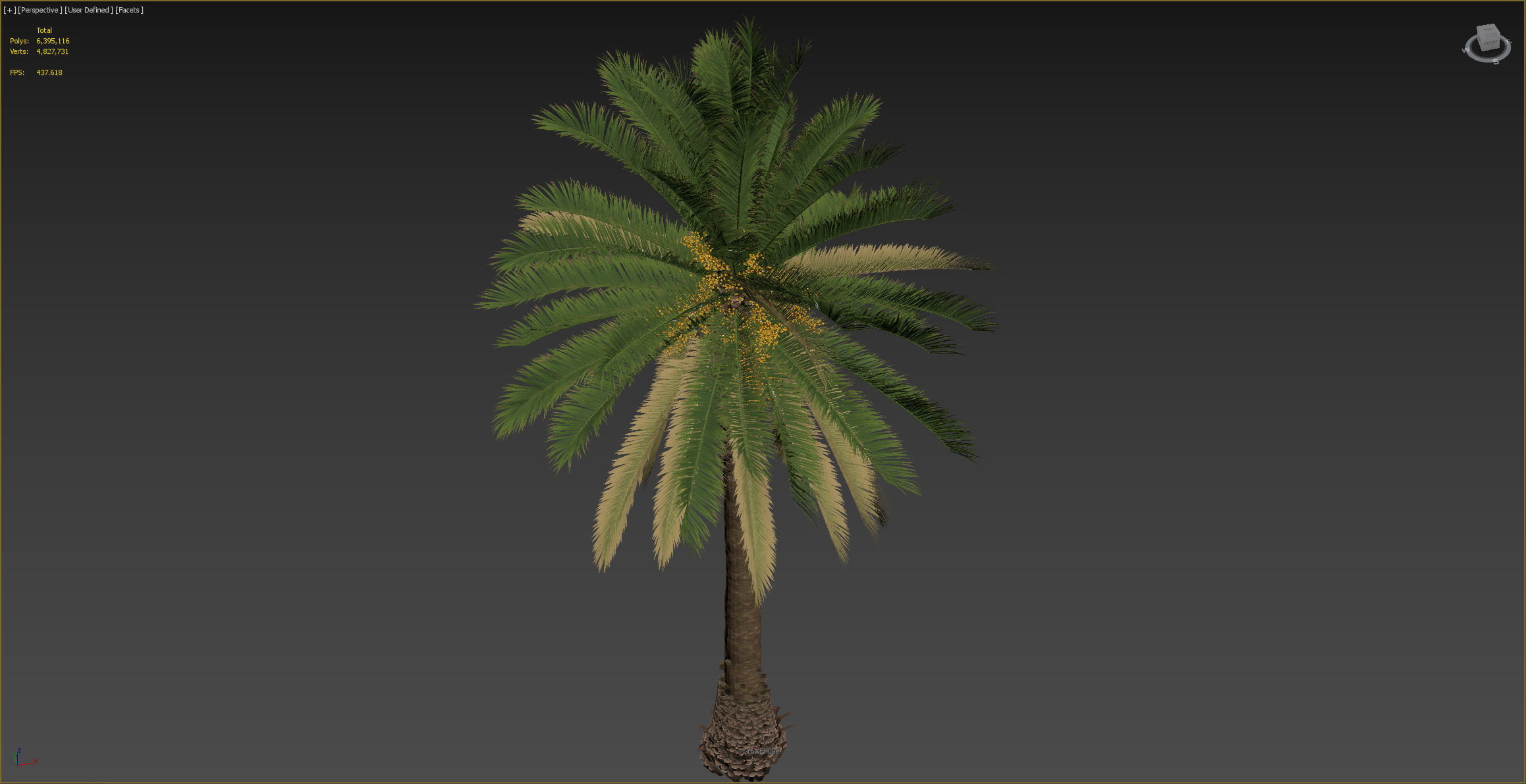 PALM TREE 3 - POHON PALEM Phoenix Canariensis VRAY CORONA 3DMAX 3D ...
