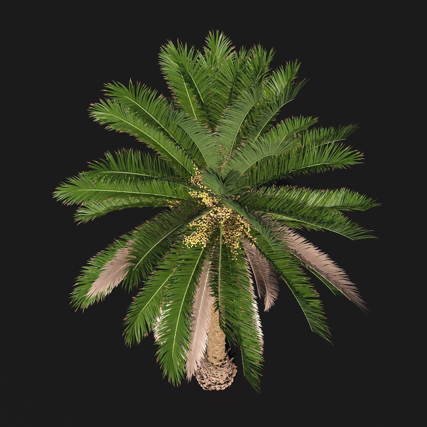 PALM TREE 3 - POHON PALEM Phoenix Canariensis VRAY CORONA 3DMAX 3D ...