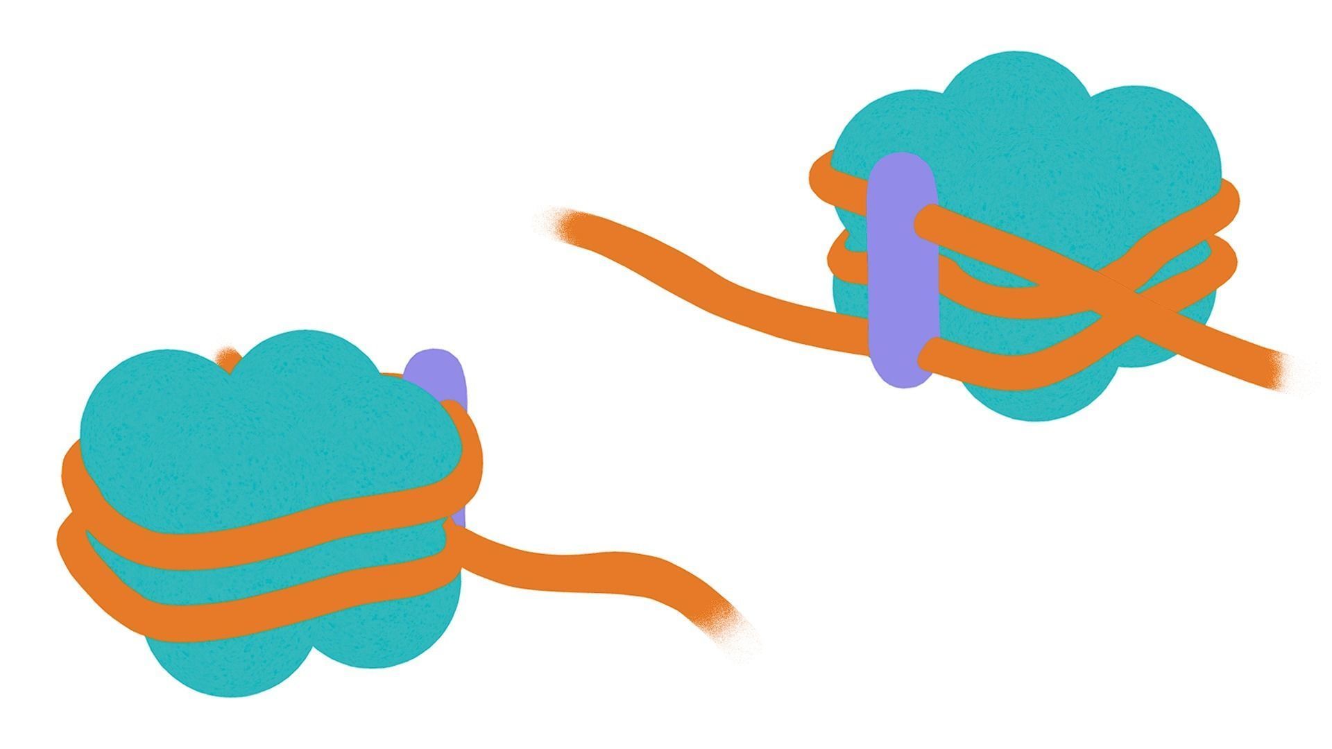 3D model Histone Structure VR / AR / low-poly | CGTrader