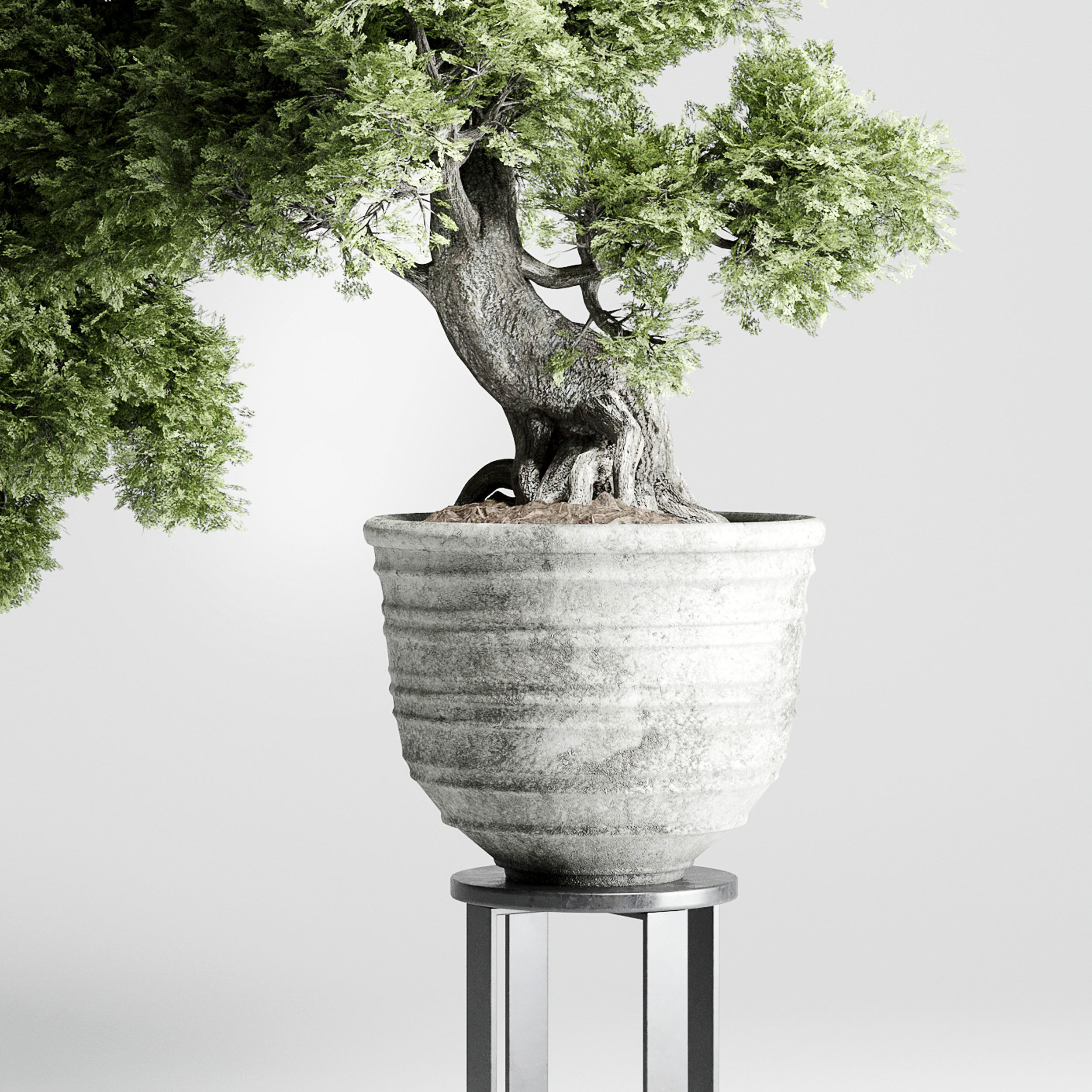 3D model Bonasi Tree in a concrete vase set indoor plant 411 VR / AR ...