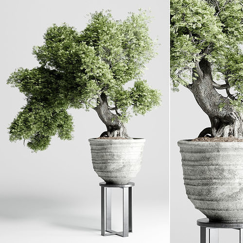 3D model Bonasi Tree in a concrete vase set indoor plant 411 VR / AR ...