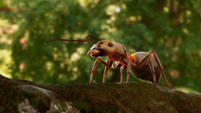 3D model Realistic ant 3D Model VR / AR / low-poly | CGTrader