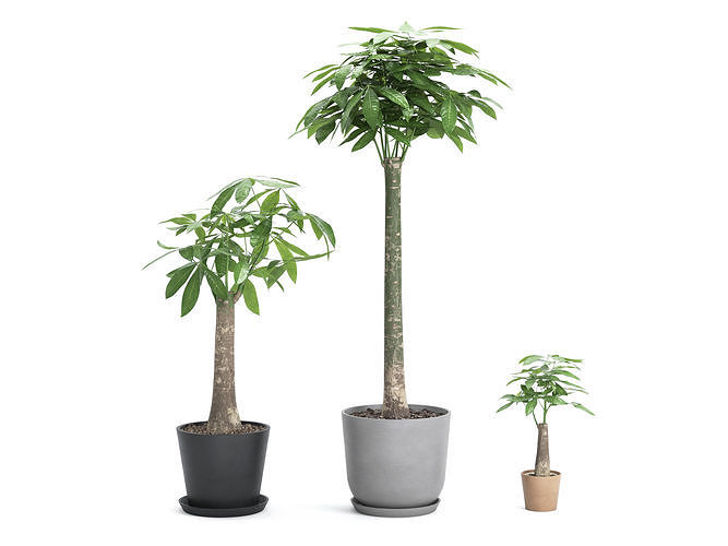 Plant Money Tree - Pachira Aquatica stump style 3D model | CGTrader