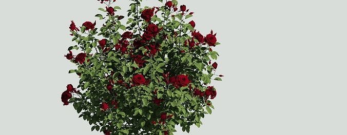 Rose Bush Rosa rubiginosa 3D model | CGTrader