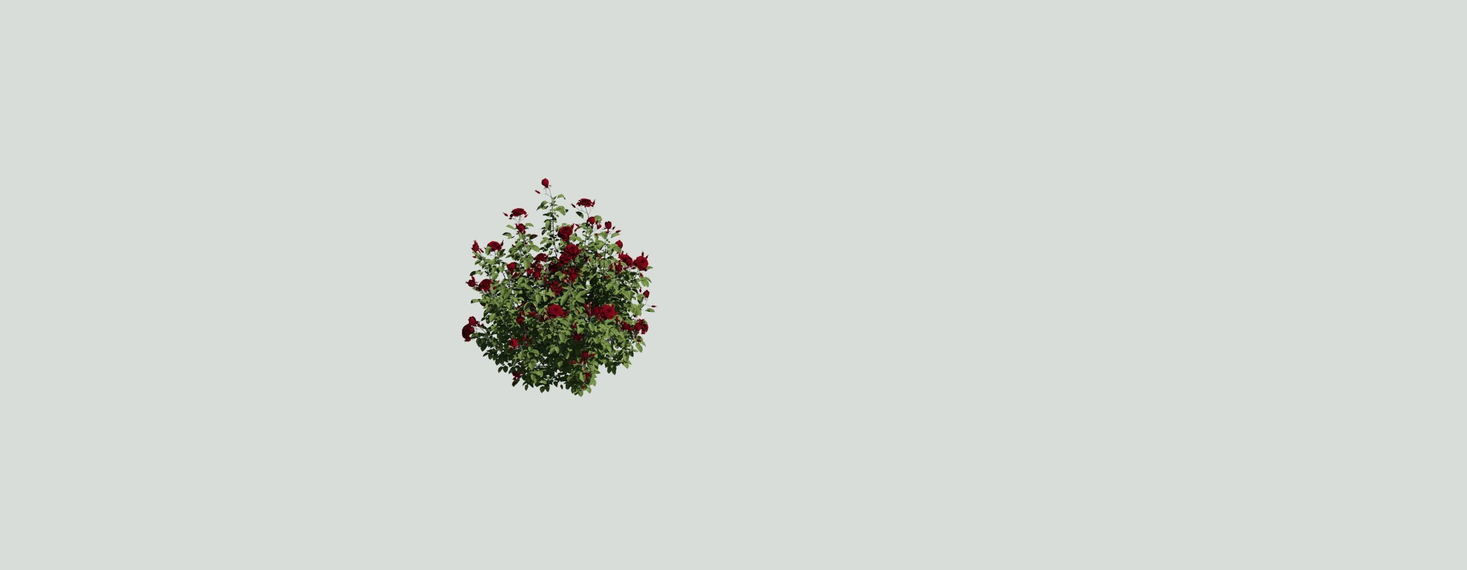 Rose Bush Rosa rubiginosa 3D model | CGTrader