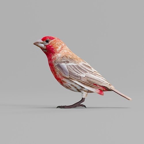 Finches Birds Animals 3D model animated rigged | CGTrader