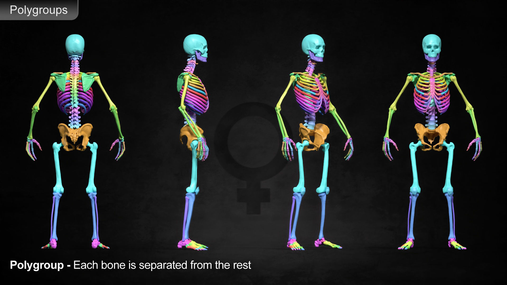 3D model Human Female Skeleton Base-Mesh VR / AR / low-poly | CGTrader