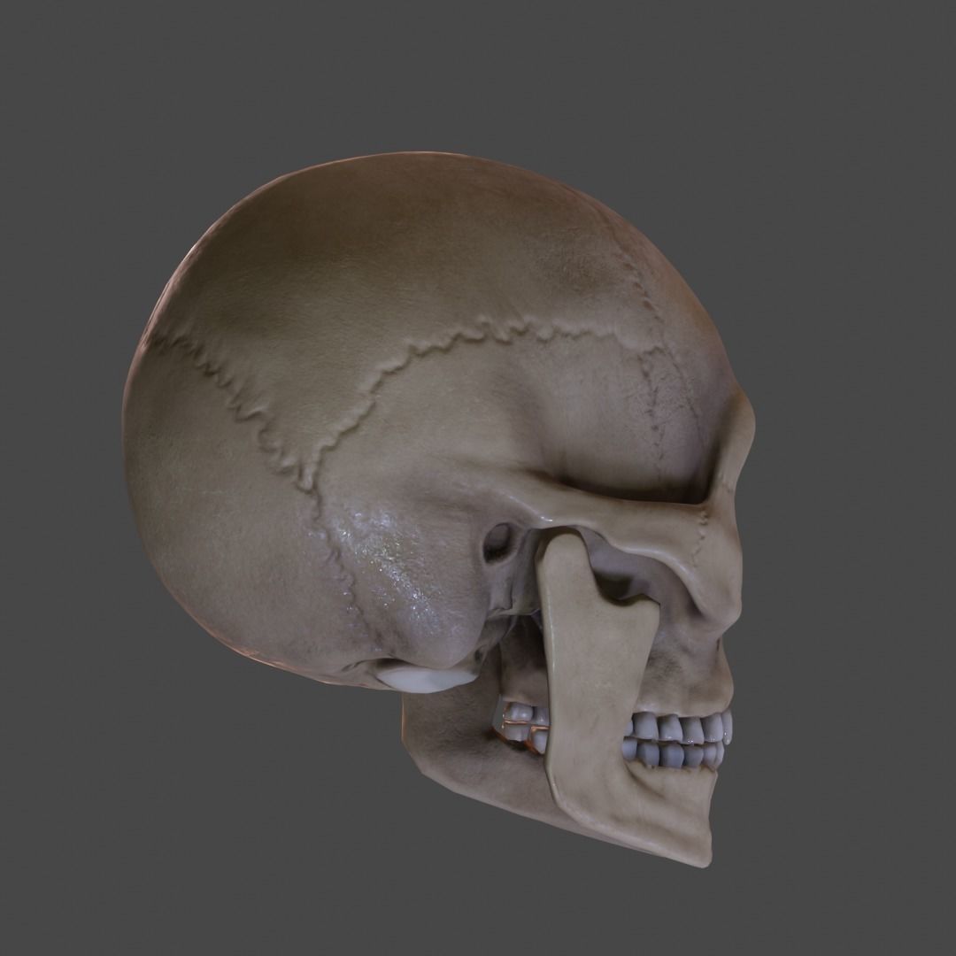 3D model Human Skull VR / AR / low-poly | CGTrader