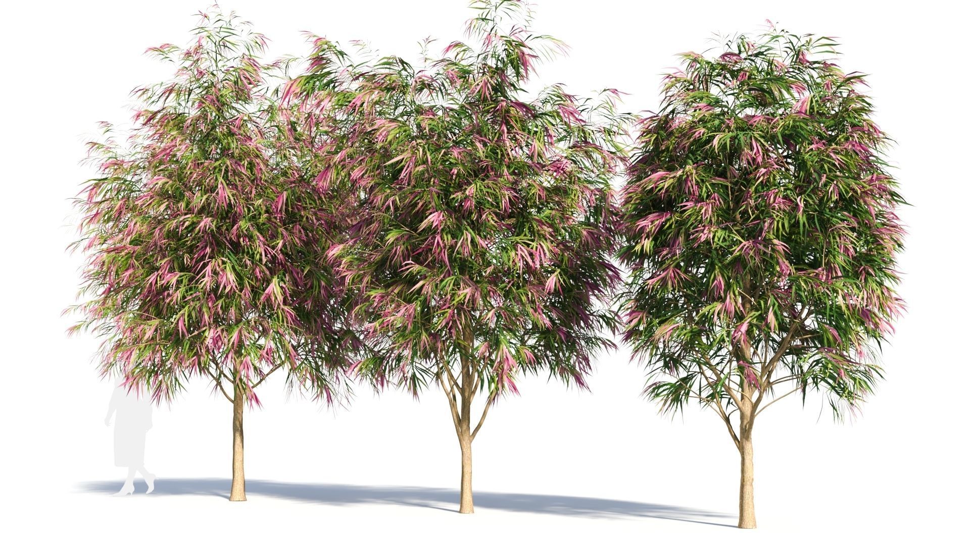 Burgundy Myrtle tree 3D model | CGTrader