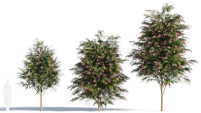 Burgundy Myrtle tree b 3D model | CGTrader