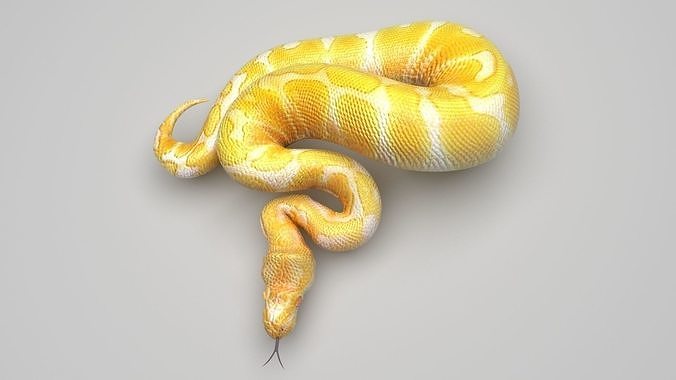 Albino Ball Python Snake 3D model | CGTrader